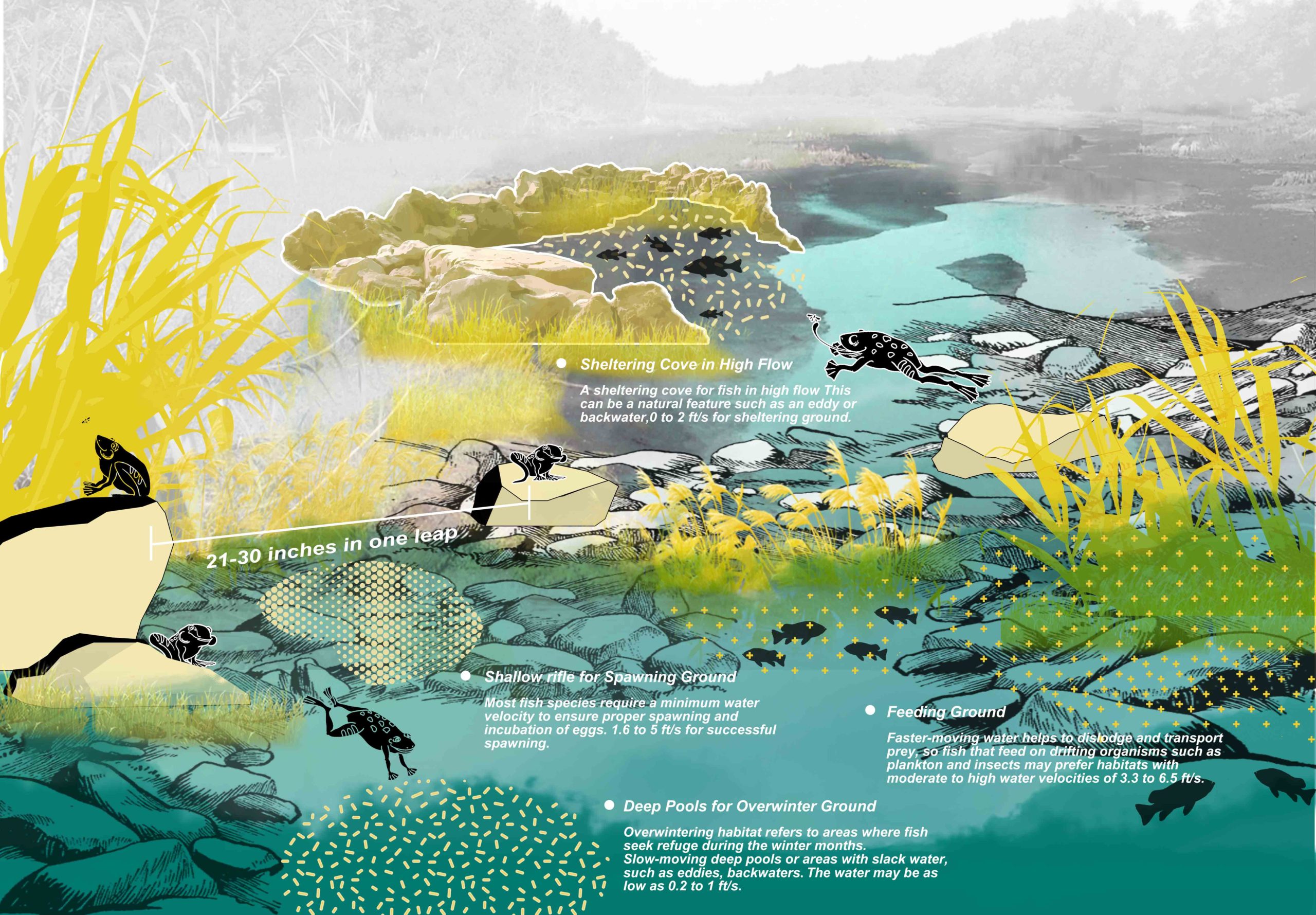 Finger-shaped Sanctuary, Fish&FrogsHabitat Modeling and Design | USC ...
